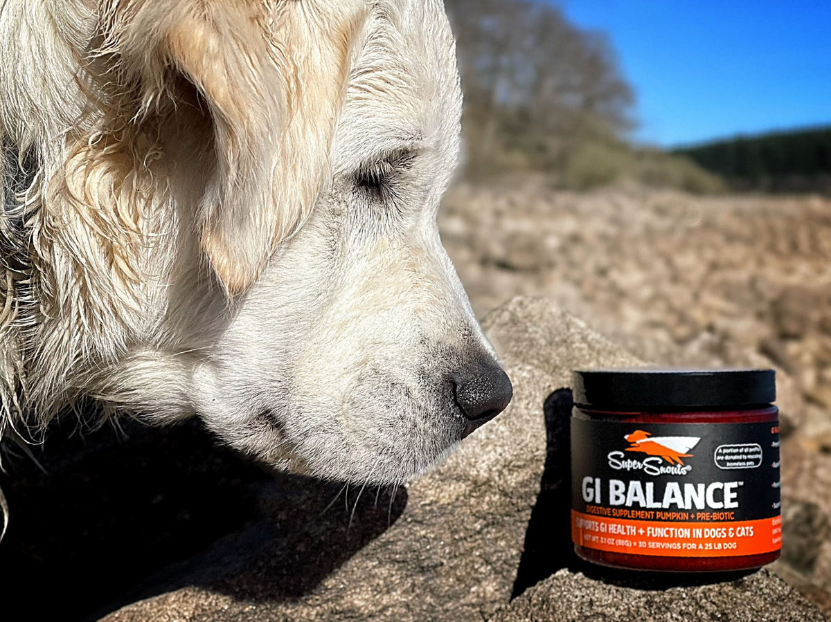 El prebiótico más completo: GI Balance – Nevanto Pet Care